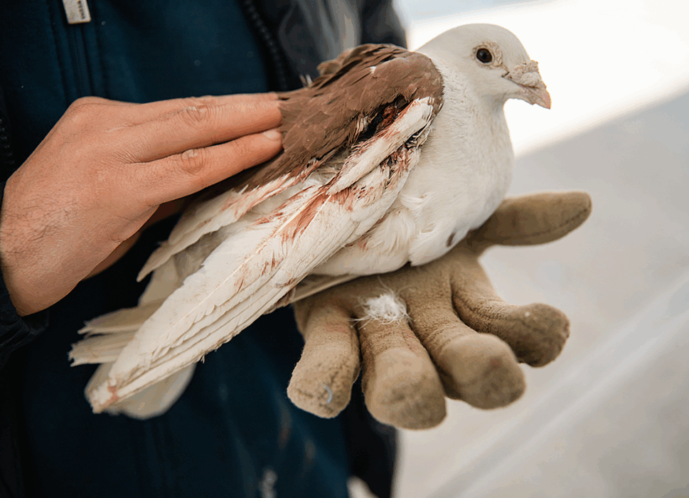 Animal Aid