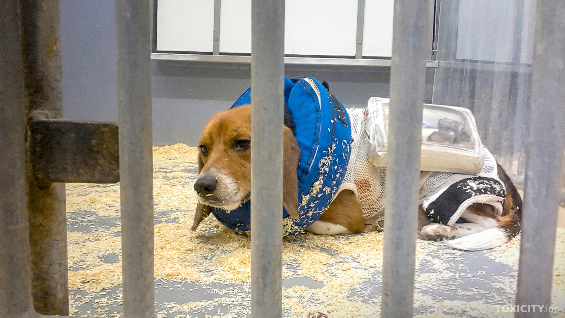 Animal Aid